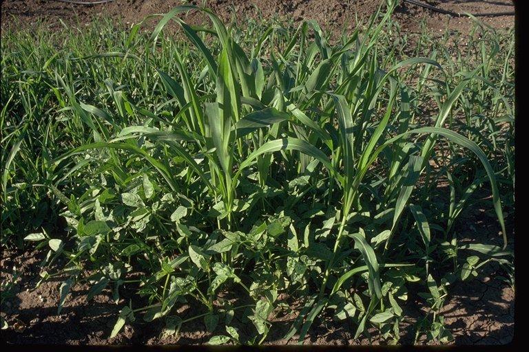 Sustainable Agriculture Research & Education Program - Sorghum ...