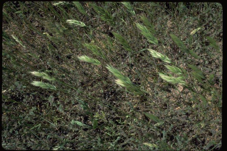 Sustainable Agriculture Research & Education Program - Soft chess photo ...