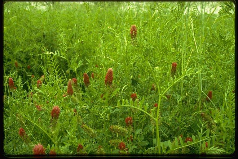 red vetch