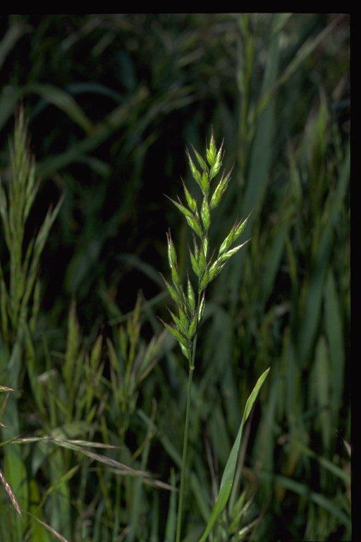 Sustainable Agriculture Research & Education Program - Soft chess photo ...