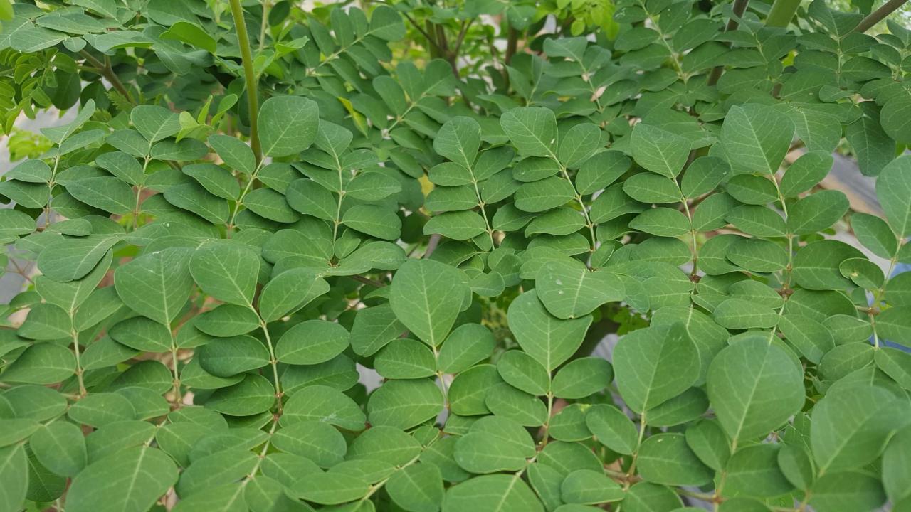 Niche Crops | Sustainable Agriculture Research & Education Program