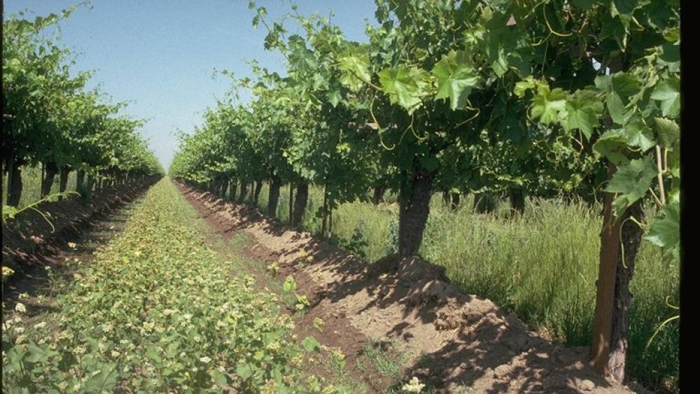 Buckwheat | Sustainable Agriculture Research & Education Program
