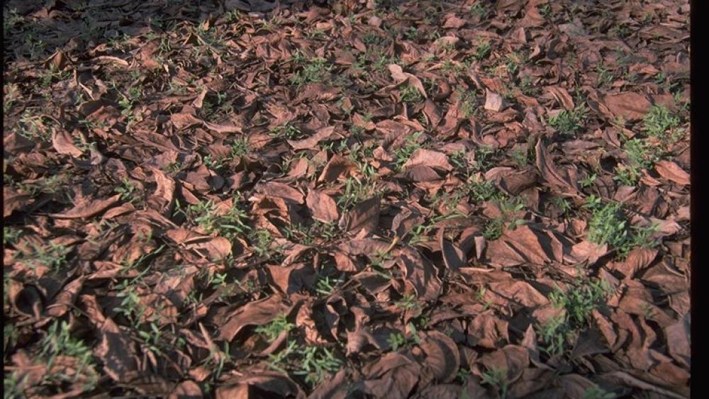 Common Vetch | Sustainable Agriculture Research & Education Program