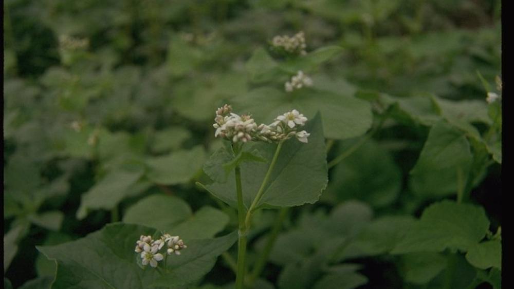 Buckwheat | Sustainable Agriculture Research & Education Program