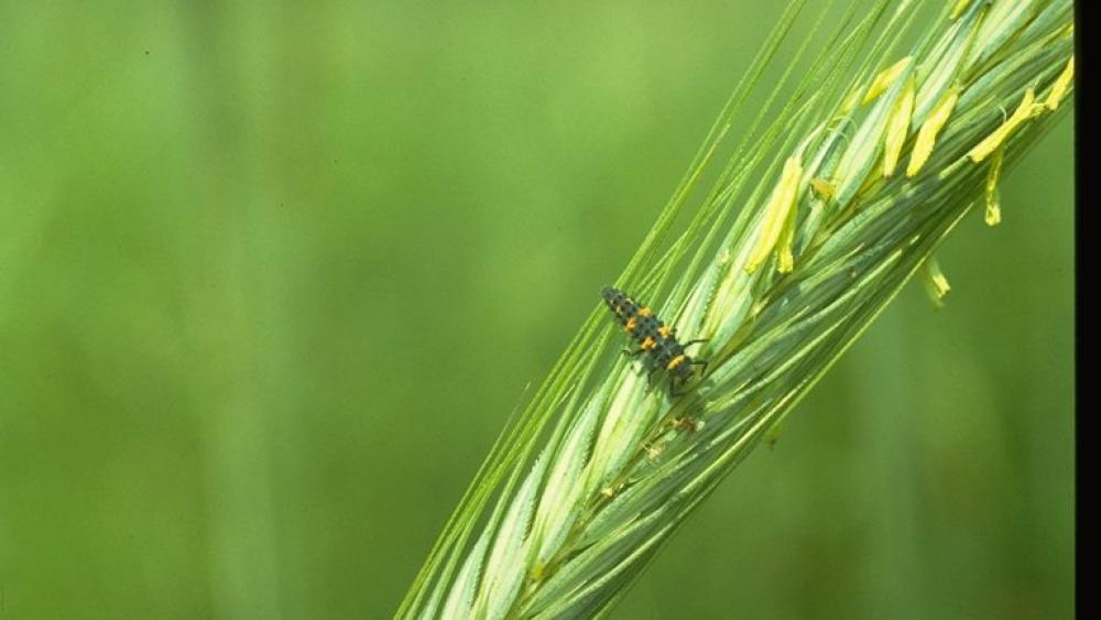 Cereal Rye | Sustainable Agriculture Research & Education Program