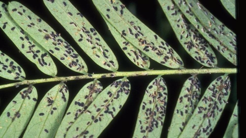 Sesbania | Sustainable Agriculture Research & Education Program