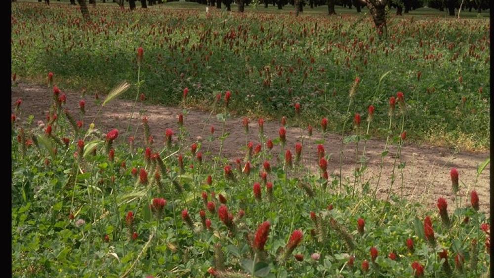 Subterranean Clovers | Sustainable Agriculture Research & Education Program