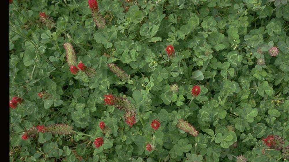Subterranean Clovers | Sustainable Agriculture Research & Education Program