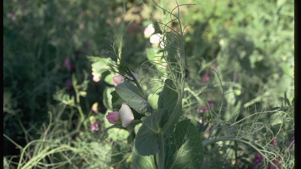 Field Pea | Sustainable Agriculture Research & Education Program