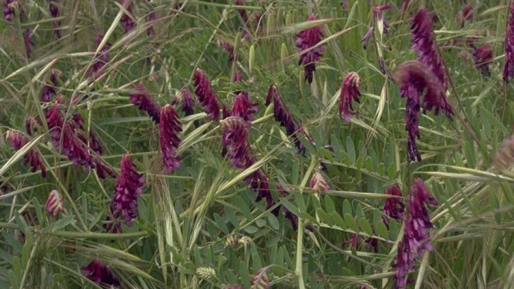 Hairy Vetch | Sustainable Agriculture Research & Education Program