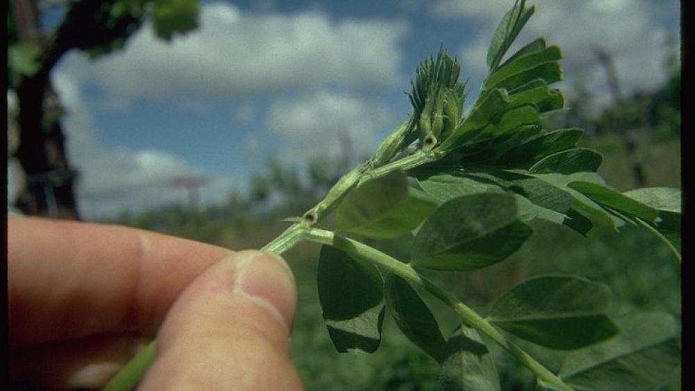 Common Vetch | Sustainable Agriculture Research & Education Program