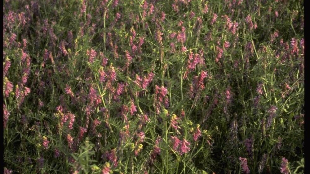 Woollypod Vetch | Sustainable Agriculture Research & Education Program