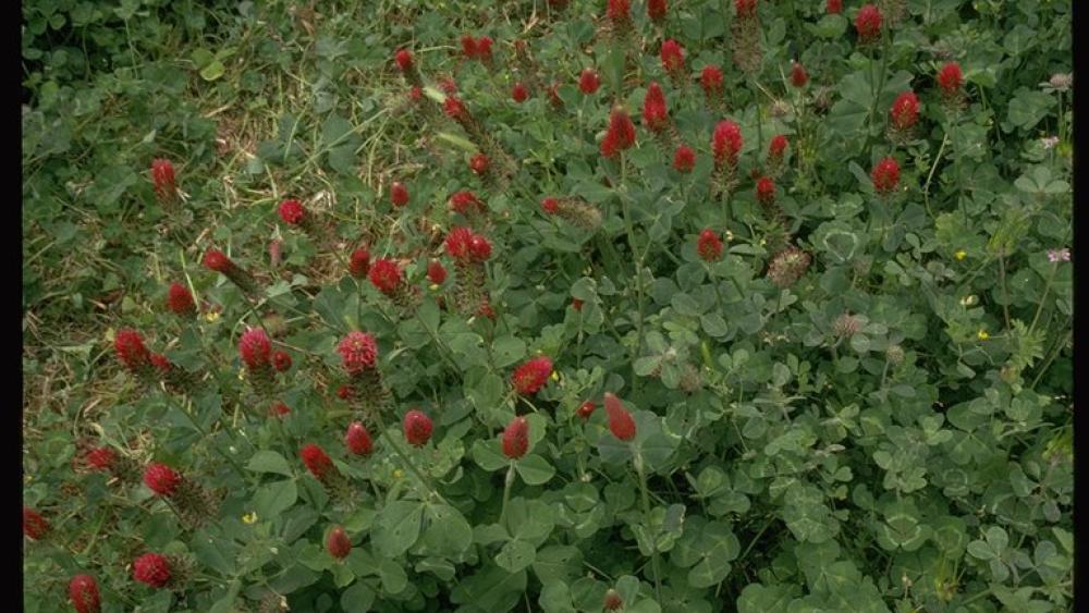 Crimson Clover | Sustainable Agriculture Research & Education Program