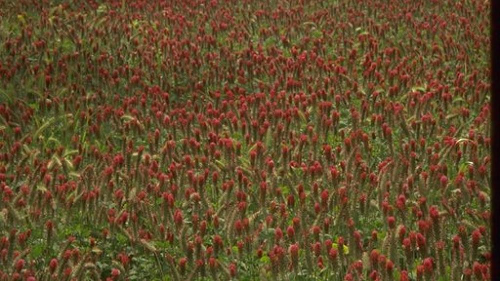 Crimson Clover | Sustainable Agriculture Research & Education Program