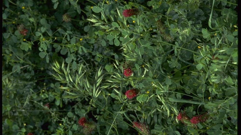 Soft Chess | Sustainable Agriculture Research & Education Program