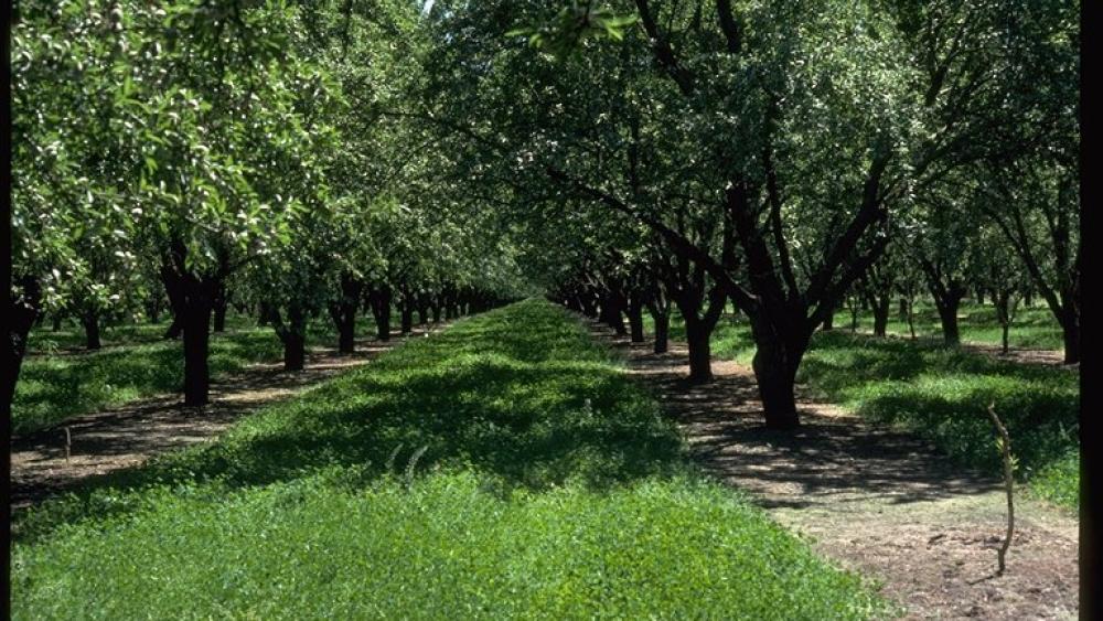 Subterranean Clovers | Sustainable Agriculture Research & Education Program