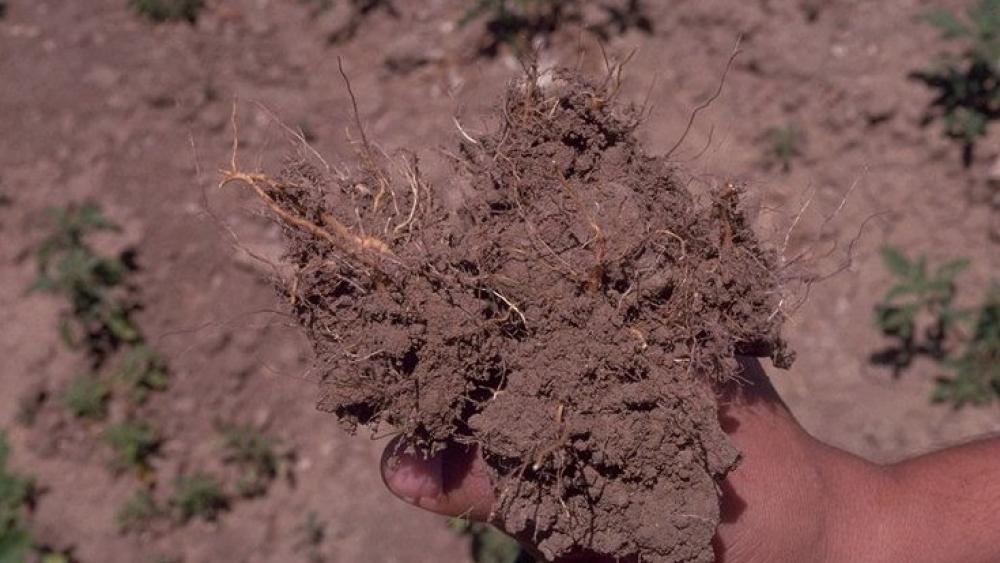 Buckwheat | Sustainable Agriculture Research & Education Program