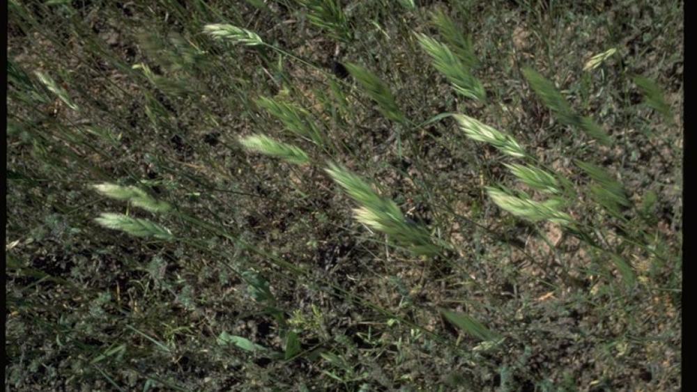 Soft Chess | Sustainable Agriculture Research & Education Program