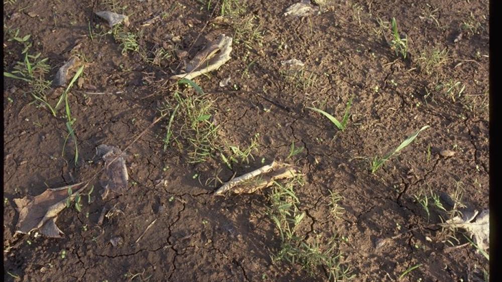 Woollypod Vetch | Sustainable Agriculture Research & Education Program