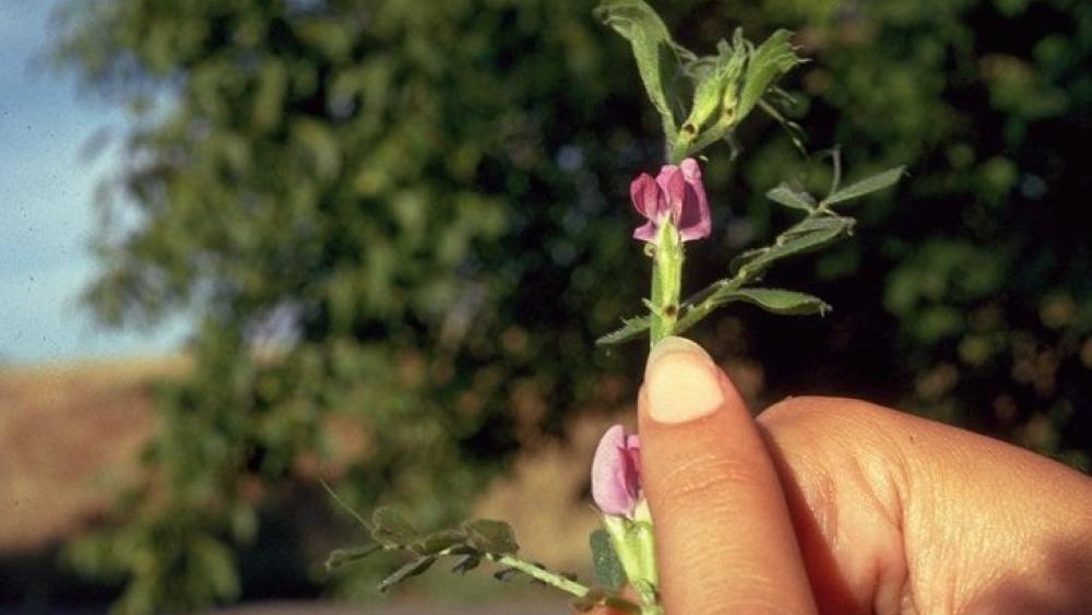 Common Vetch | Sustainable Agriculture Research & Education Program