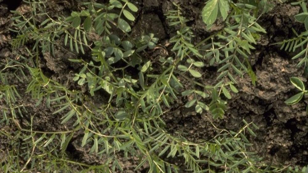 Woollypod Vetch | Sustainable Agriculture Research & Education Program