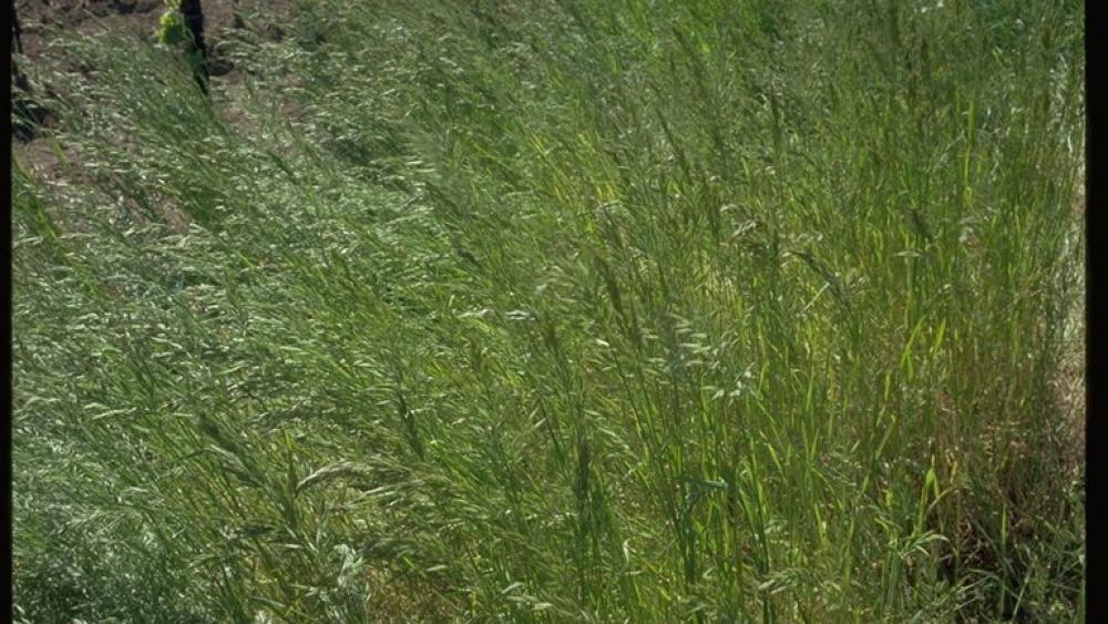 Soft Chess | Sustainable Agriculture Research & Education Program