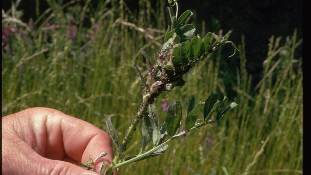 Common Vetch | Sustainable Agriculture Research & Education Program