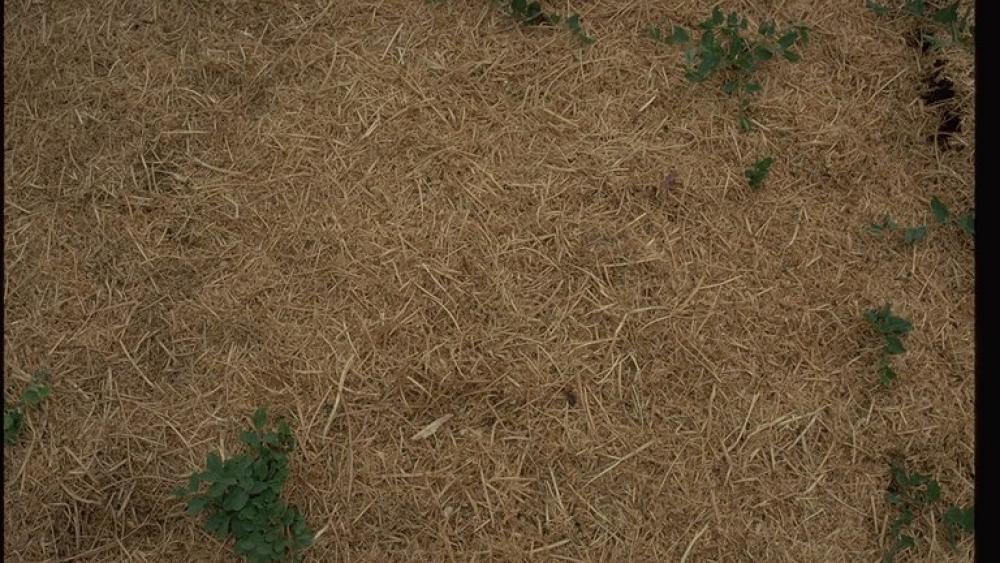 Woollypod Vetch | Sustainable Agriculture Research & Education Program