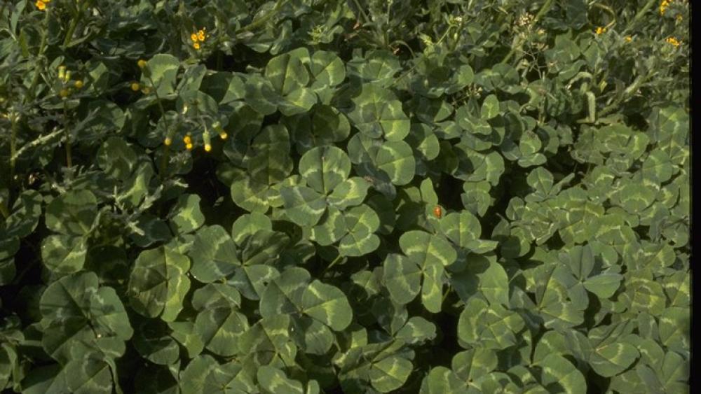 Subterranean Clovers | Sustainable Agriculture Research & Education Program