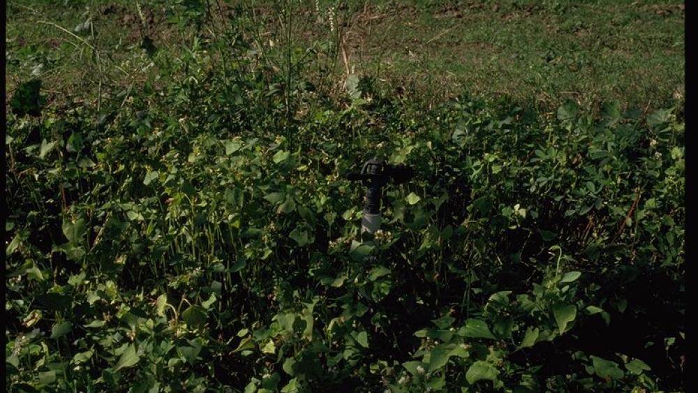 Buckwheat | Sustainable Agriculture Research & Education Program