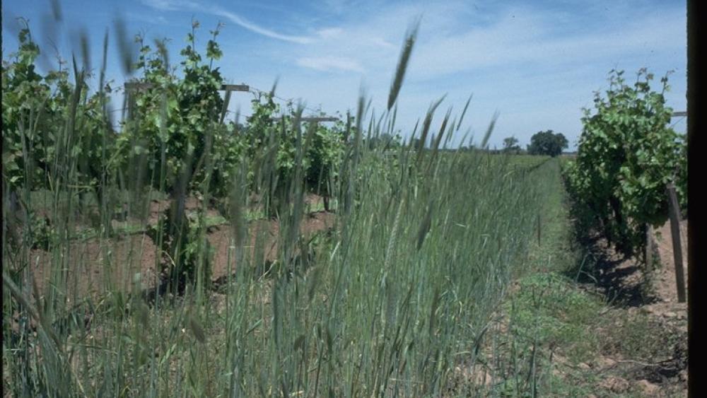 Cereal Rye | Sustainable Agriculture Research & Education Program