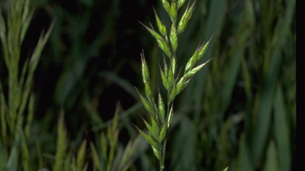 Soft Chess | Sustainable Agriculture Research & Education Program