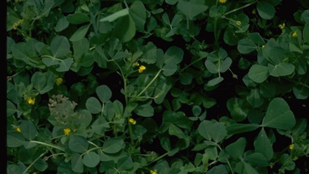 Subterranean Clovers | Sustainable Agriculture Research & Education Program