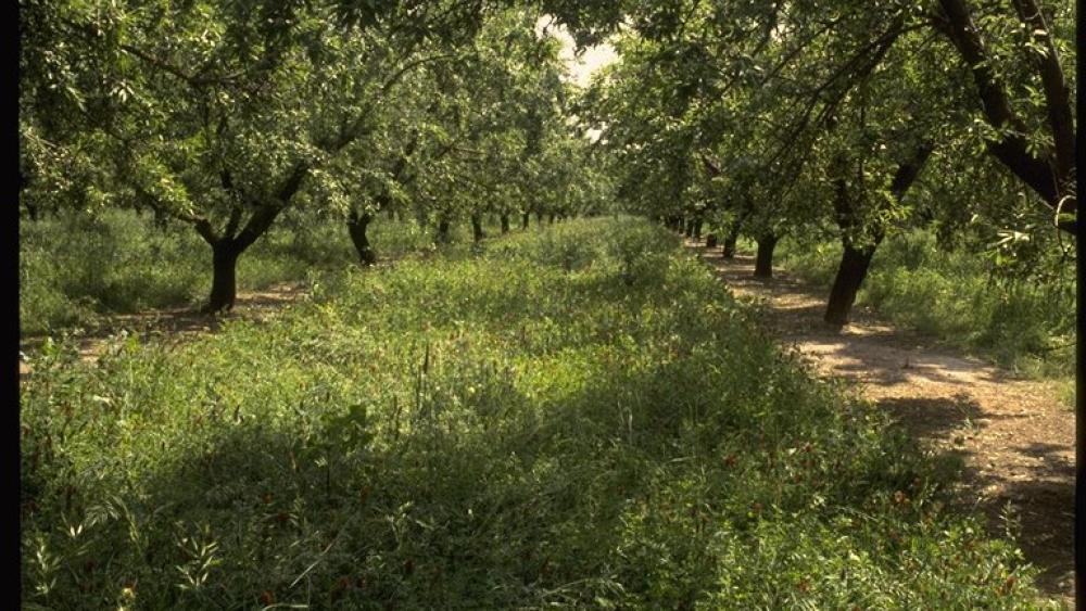 Soft Chess | Sustainable Agriculture Research & Education Program