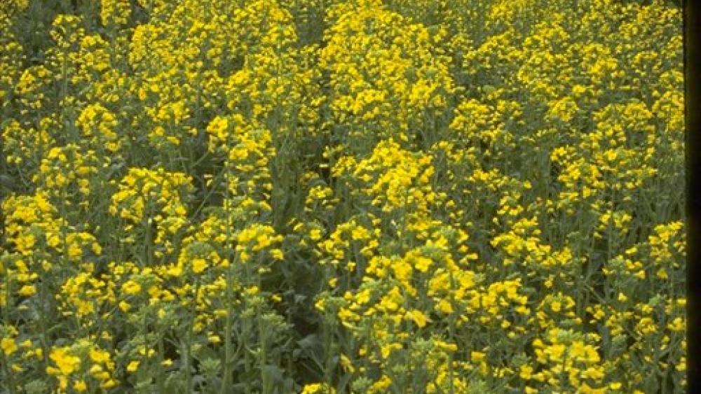 Mustards | Sustainable Agriculture Research & Education Program