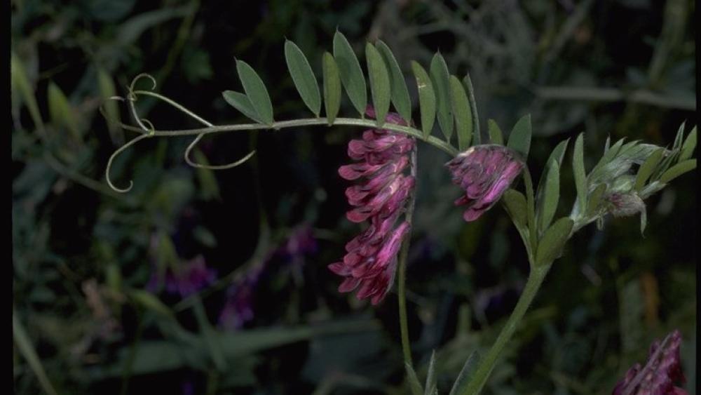 Purple Vetch | Sustainable Agriculture Research & Education Program