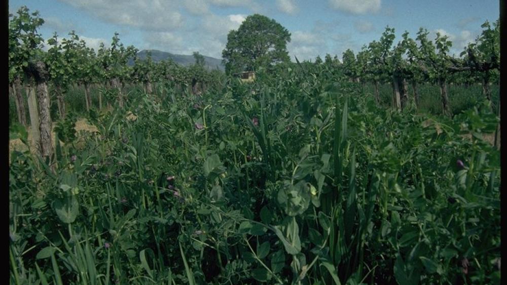 Common Vetch | Sustainable Agriculture Research & Education Program