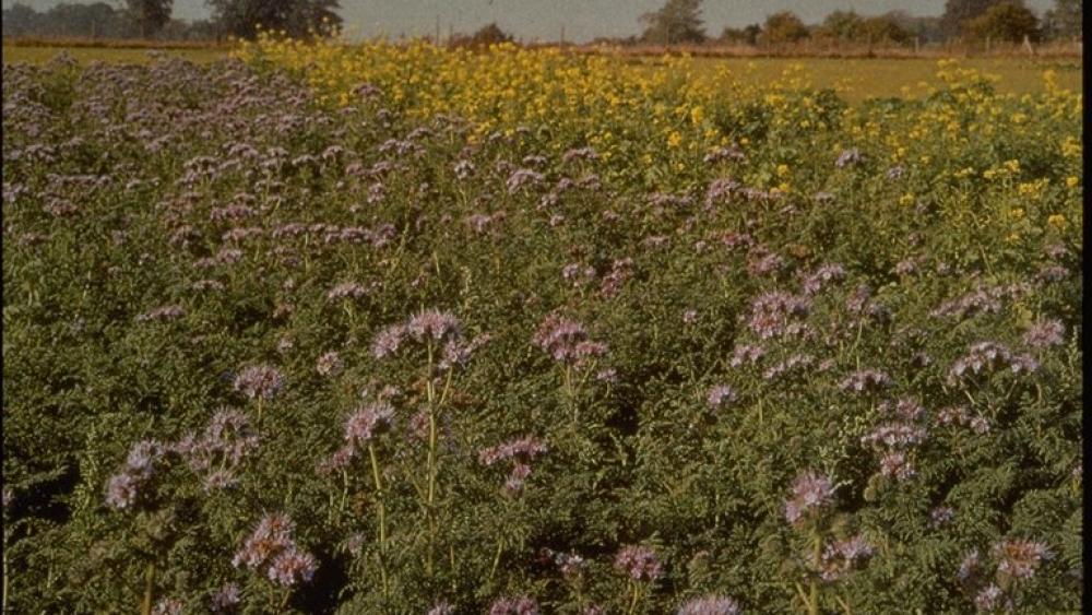 Mustards | Sustainable Agriculture Research & Education Program