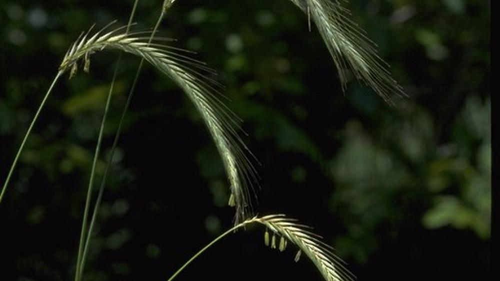 Cereal Rye | Sustainable Agriculture Research & Education Program