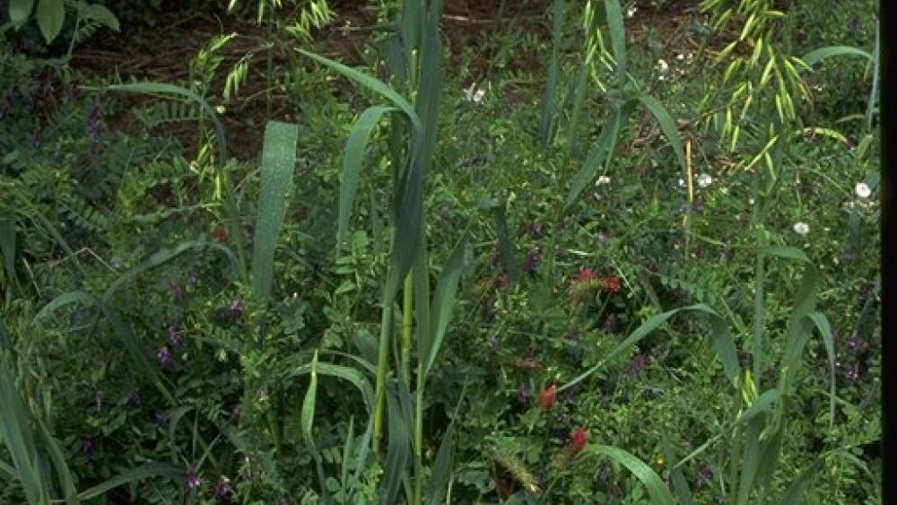 Oat | Sustainable Agriculture Research & Education Program