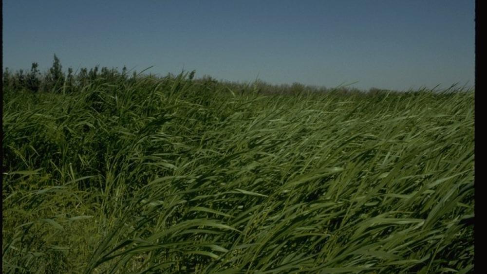 Sorghum & Sudangrass | Sustainable Agriculture Research & Education Program