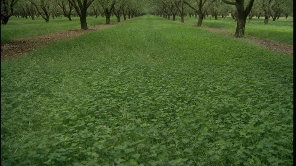 Subterranean Clovers | Sustainable Agriculture Research & Education Program