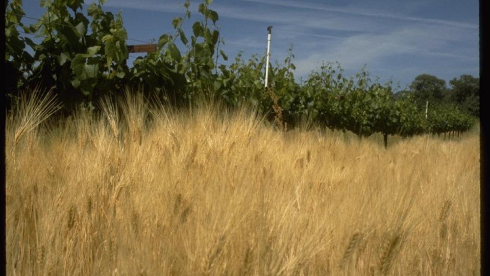 Barley | Sustainable Agriculture Research & Education Program