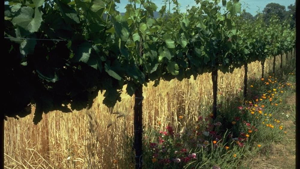 Barley | Sustainable Agriculture Research & Education Program