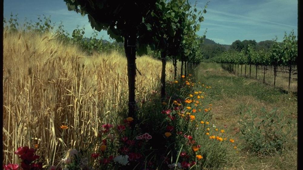 barley crops examples