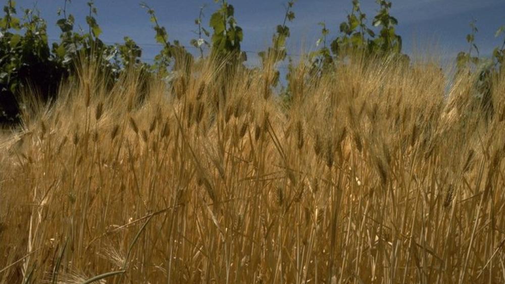 Barley | Sustainable Agriculture Research & Education Program