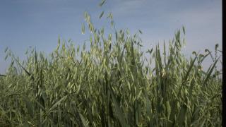 Oat | Sustainable Agriculture Research & Education Program