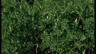 Common Vetch | Sustainable Agriculture Research & Education Program