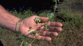 Burr Medic | Sustainable Agriculture Research & Education Program