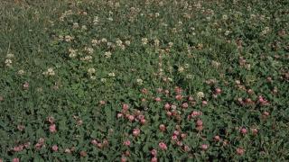 White Clover | Sustainable Agriculture Research & Education Program